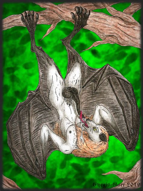 Rule 34 Animal Genitalia Animal Penis Anthro Autofellatio Balls Bat