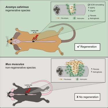 Rewired Glycosylation Activity Promotes Scarless Regeneration And