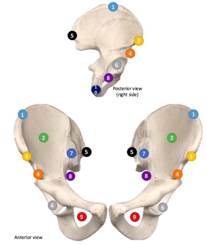 Landmarks Of The Pelvis Flashcards Quizlet