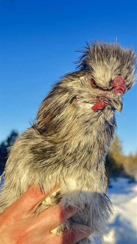 I Think My Rooster May Have Been Sent Straight From Hell Album On Imgur