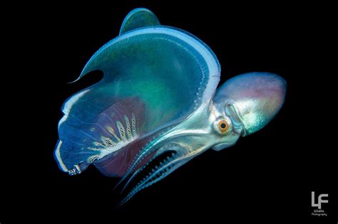 Mating Blanket Octopus