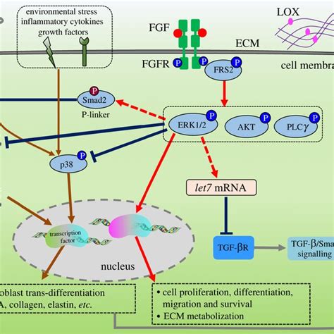 Structure And Specificity Of Fgf Fgfr Interactions A Fgfs Interact Download Scientific