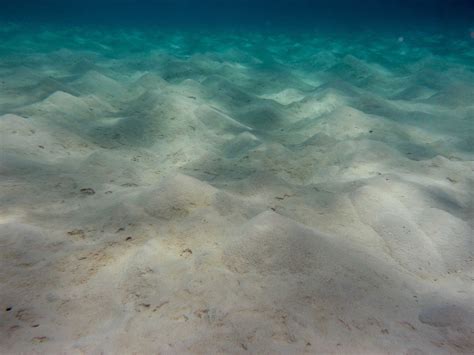Life At The Sandy Bottom