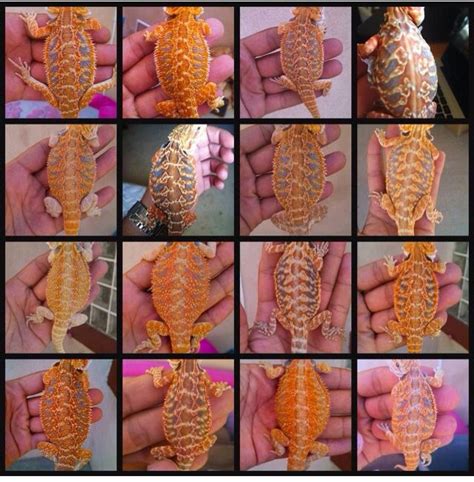 Bearded Dragon Pattern Types Bearded Dragon Care Bearded Dragon Diy