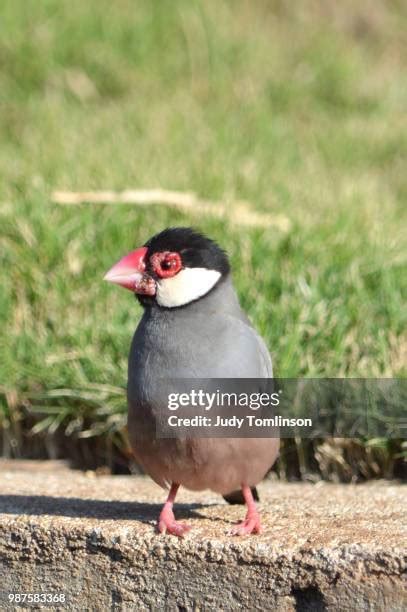 Paddy Bird Photos And Premium High Res Pictures Getty Images