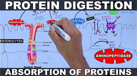 Digestion Of Protein Increasing Sustainability In Palaeoproteomics By