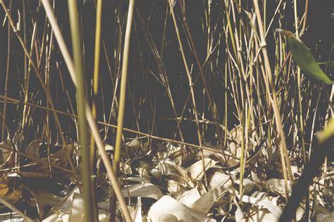 Grass Plants Landscape Wallpaper Coolwallpapersme