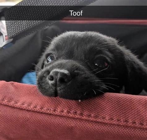 Tfms 14082023 Tifas Page