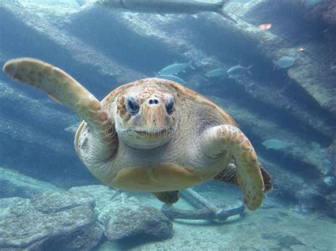 Selective Of A Loggerhead Sea Turtle Caretta Caretta Under The Ocean Stock Image Image Of
