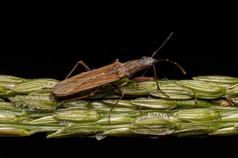 รูปภาพpentatomomorpha เลือกดูภาพถ่ายสต็อก เวกเตอร์ และวิดีโอ1 048 Adobe Stock