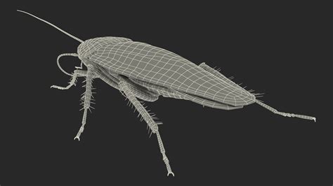 Animated Cockroach Cleans Mustache Rigged For Maya 3d Model 149 Ma