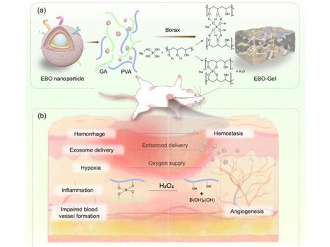 Exosomes Smart Supplements Or Snake Oil Long Life And Health