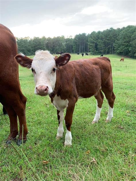 All American Beef Battalion All American Beef Battalion