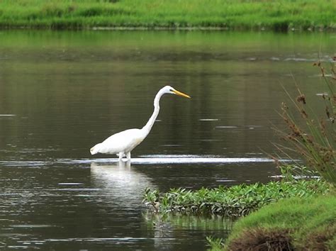 Eastern Great Egret Ardea Alba Modesta