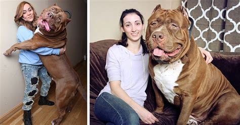 Meet Pit Bull Hulk The Largest Pit Bull Ever Bored Panda
