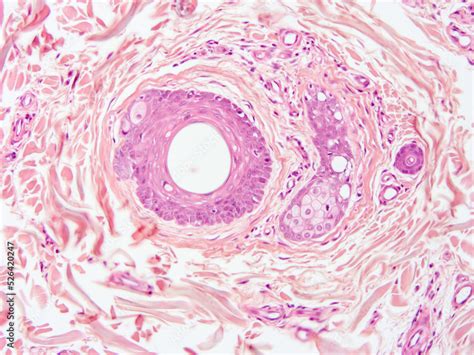 Histology Of Human Tissue Show Epithelial Tissue And Connective Tissue With Microscope View