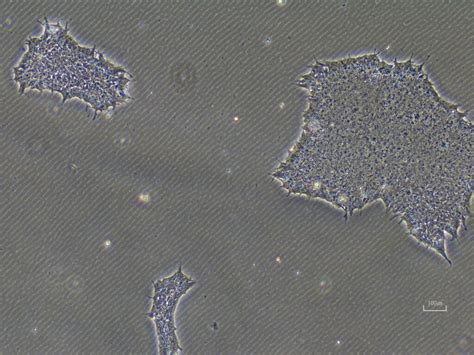 Ipscs Applications Innocellular