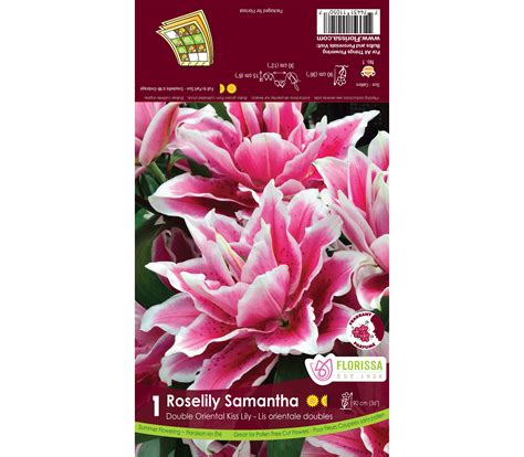 Lys Roselily Samantha Oriental Double 1 Bulbe Floralies Jouvence