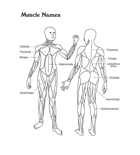 Human Muscles Coloring Page Download Print Or Color Online For Free