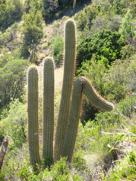 Foto De El Arrayán Chile