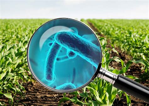 Rendimiento Y Microbiología De Los Suelos Agronoa