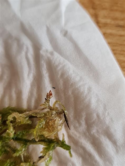Should I Be Worried Of These Tiny Jumping Insects On My Spagnum Moss Rplantclinic