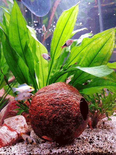 The Dwarf Cichlids Carrying Out Their Inspection Tumbex