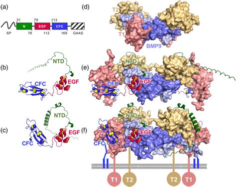 Cripto‐1 Acts As A Molecular Bridge Linking Nodal To Alk4 Via Distinct