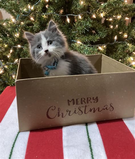 Psbattle Christmas Kitty R Photoshopbattles