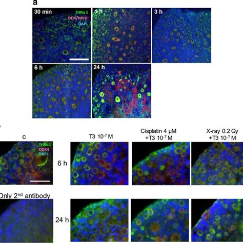 Thyroid Hormone Receptor Is Expressed In Mouse Ovaries A As Per