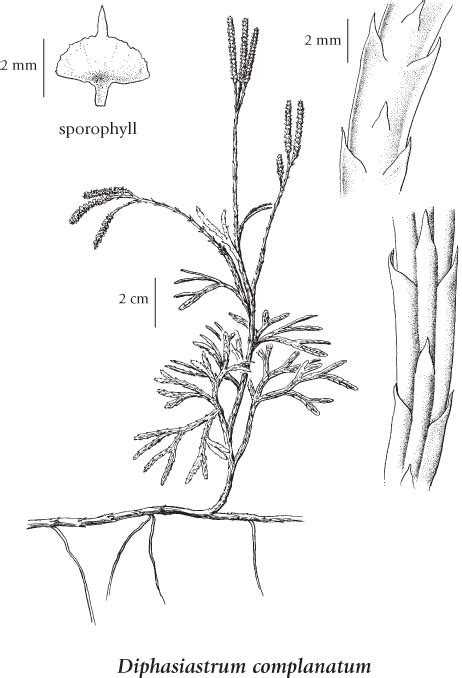 Lycopodium Complanatum