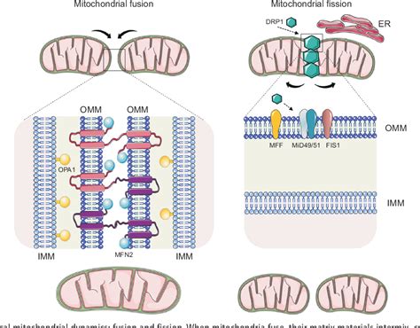 Figure 1 From The Role Of Mitochondrial Dynamic Dysfunction In Age Associated Type 2 Diabetes