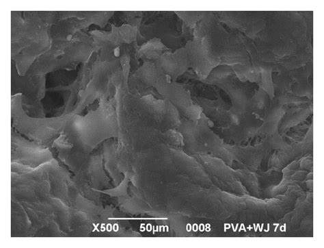 Evaluation Of Ac Chondrocyte Growth On 3d Scaffolds By Scanning Download Scientific Diagram