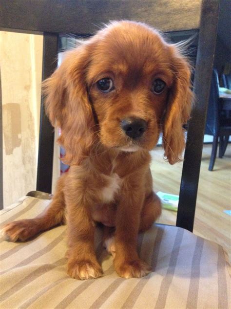 Cookie Cockalier Cocker Spaniel King Charles Cavalier