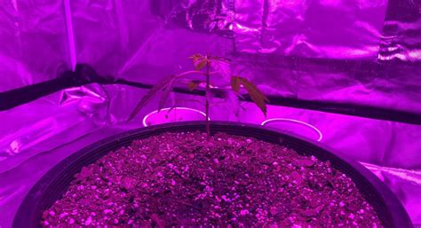 My Plant Looks Like He Got Chlamydia Troubleshooting Ilgm Growers