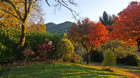 Common Deciduous Trees In Australia A Seasonal Marvel Embracegardening