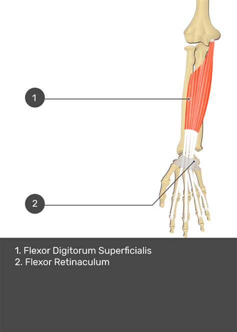 Flexor Digitorum Superficialis Muscle Getbodysmart
