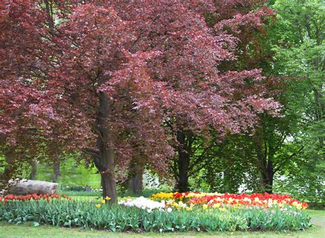 Tri Color Beech Tree Tricolor Beech Indy Plants