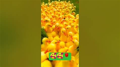 Cute Wonderful Docks Youtube