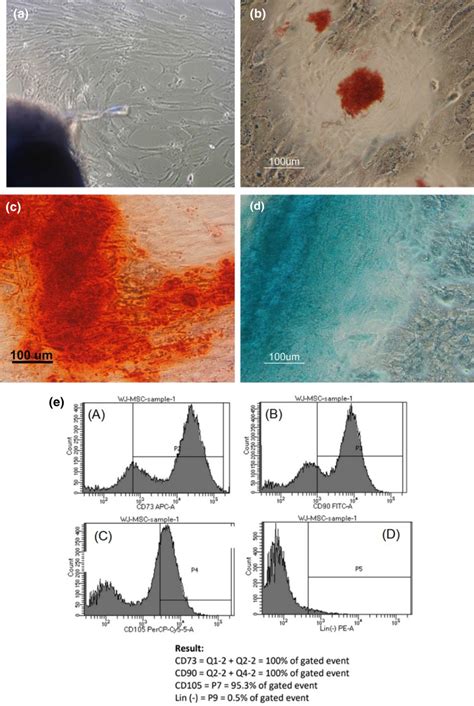 A Morphology Of Primary Hwj Mscs Migrated From Wj Explant After
