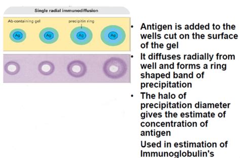 Immunoassay Principles Of Immunoassay Techniques Flashcards Quizlet