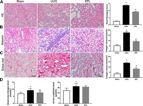 Frontiers Eplerenone Attenuates Fibrosis In The Contralateral Kidney