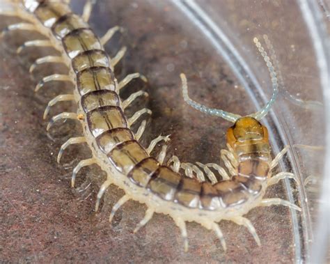 13 Common Types Of Centipedes With Range Maps