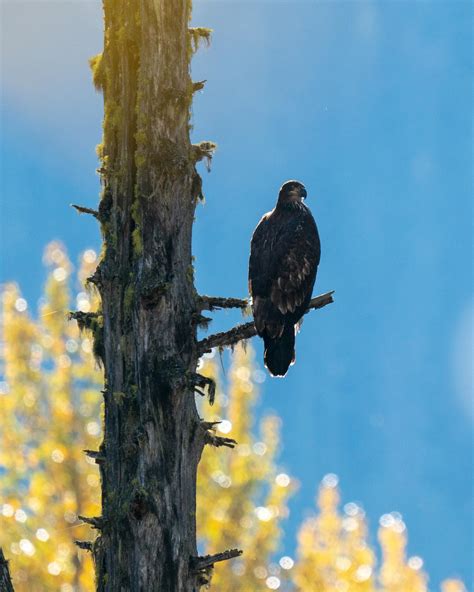 Daniel Cockerall Danshootswild • Instagram Photos And Videos