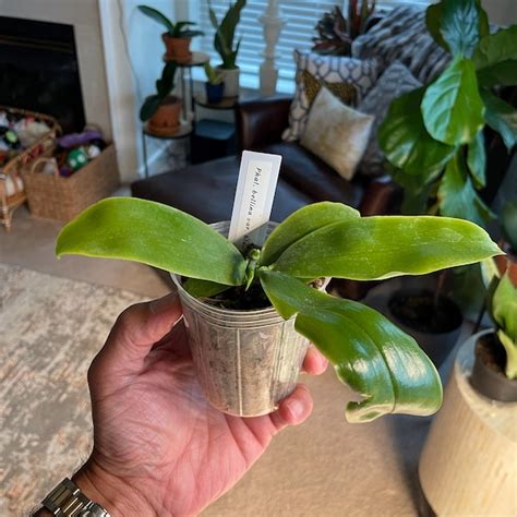 Phal Hornglin Sweet Corn Blooming Size Free Shipping Etsy