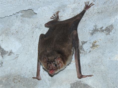 Desmodus Rotundus E Geoffroy 1810