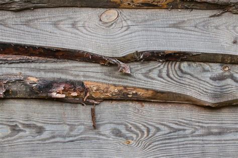 Old Shabby Grunge Oak Wood Texture Background Stock Image Image Of
