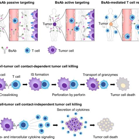 Characteristics Of Hex3 An Anti Egfrcd3 Bsab A Principle Of Tdb