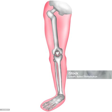 Human Leg Bone Anatomy Stock Illustration Download Image Now