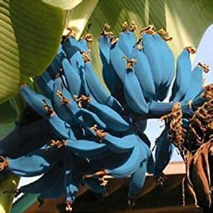 Blue Java Bananas Taste Like Ice Cream How To Plant Blue Java Bananas